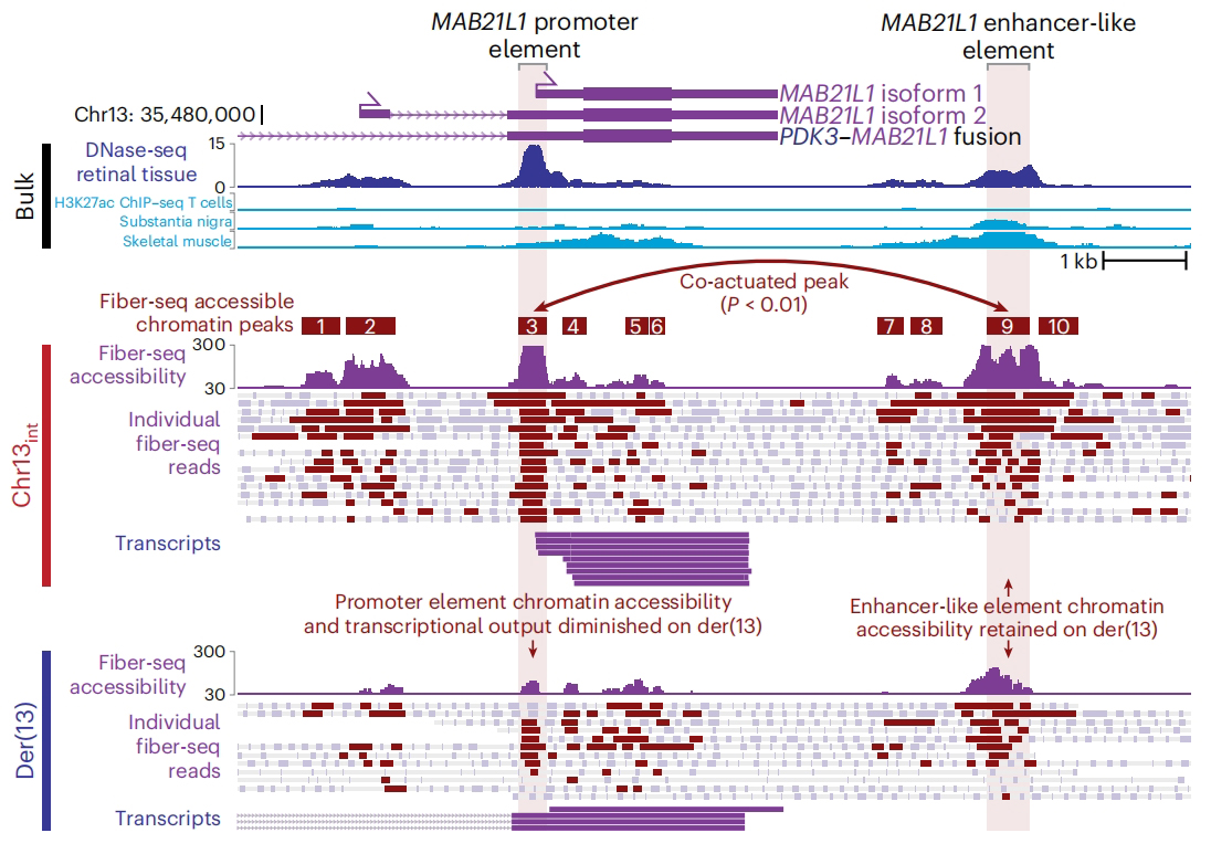 技术前沿|Fiber-seq：表观多组学调控解析新利器 - 重庆奥百诺生物科技有限公司