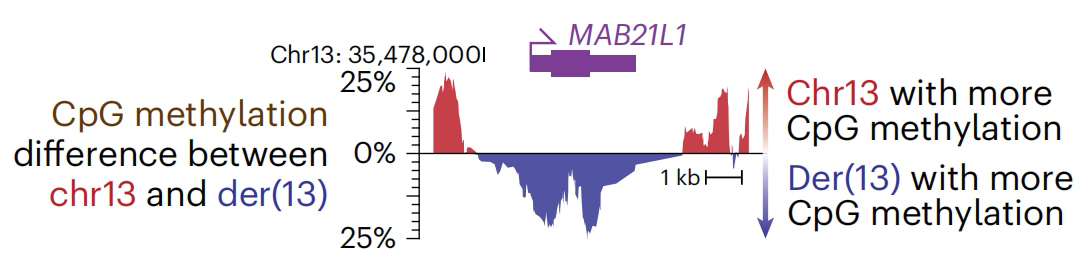 技术前沿|Fiber-seq：表观多组学调控解析新利器 - 重庆奥百诺生物科技有限公司