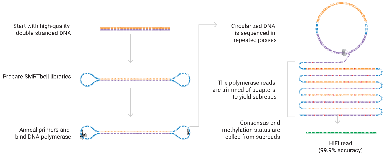 技术前沿|Fiber-seq：表观多组学调控解析新利器 - 重庆奥百诺生物科技有限公司